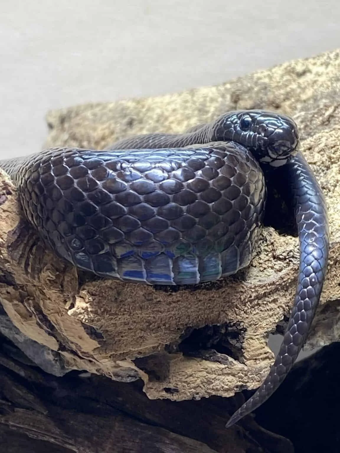 Do Snakes “NEED” UVB? — Reptiles and Research