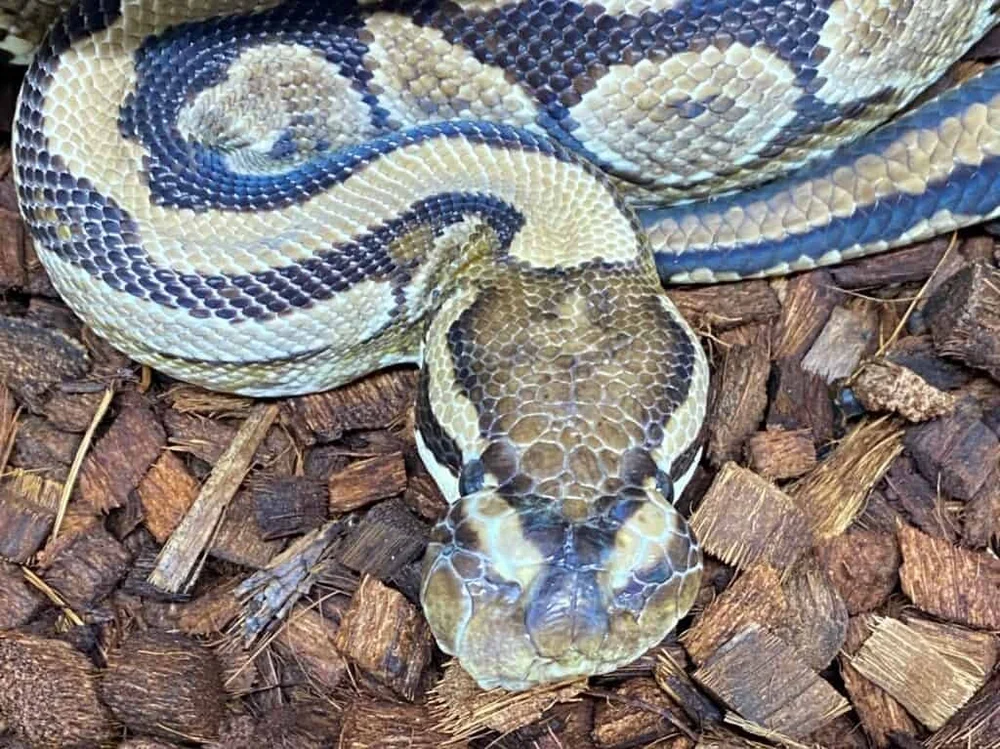 Stereotypical Behaviours In Reptiles — Reptiles and Research