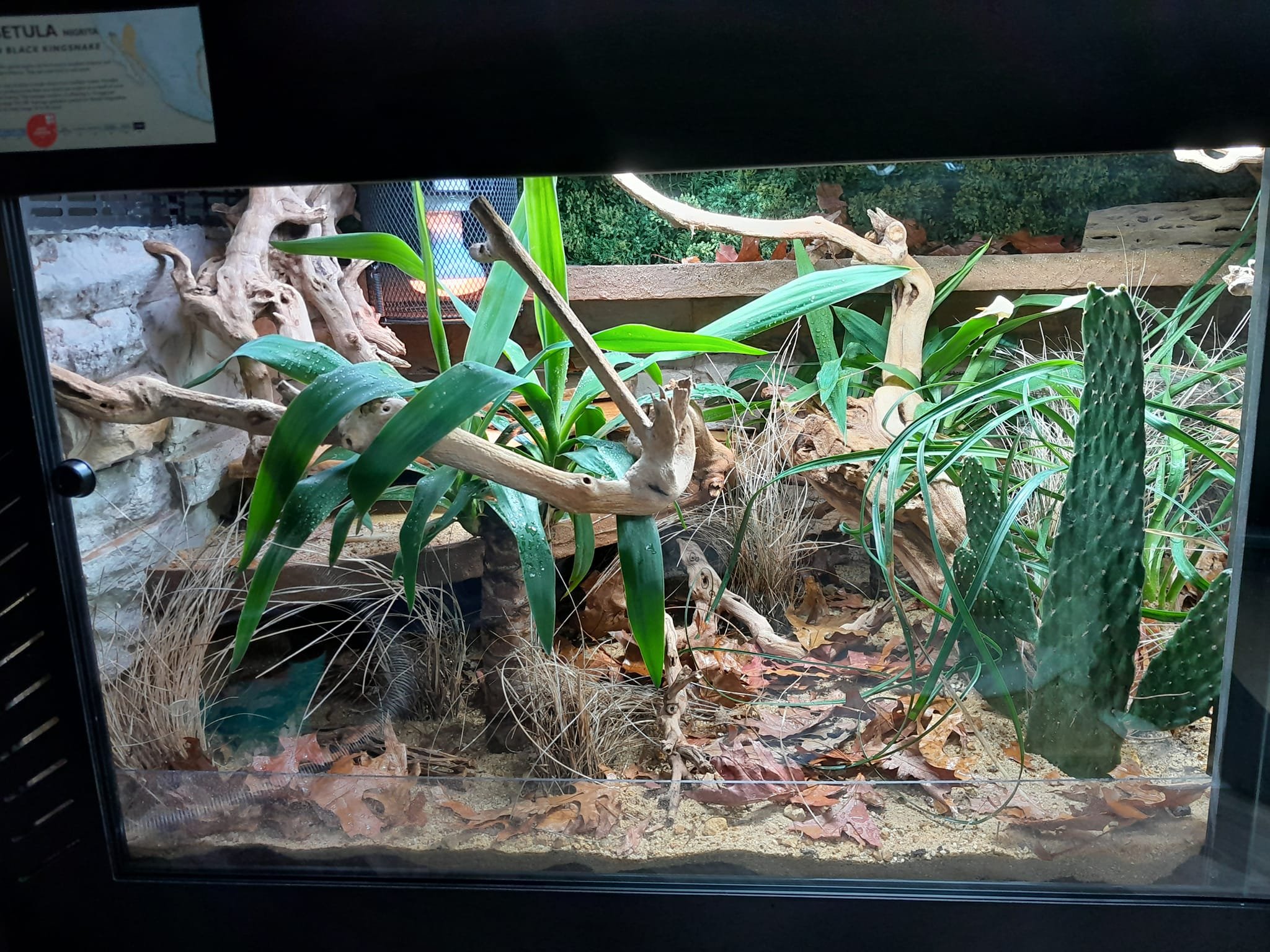 Mexican Black Kingsnake Care Guide — Reptiles and Research