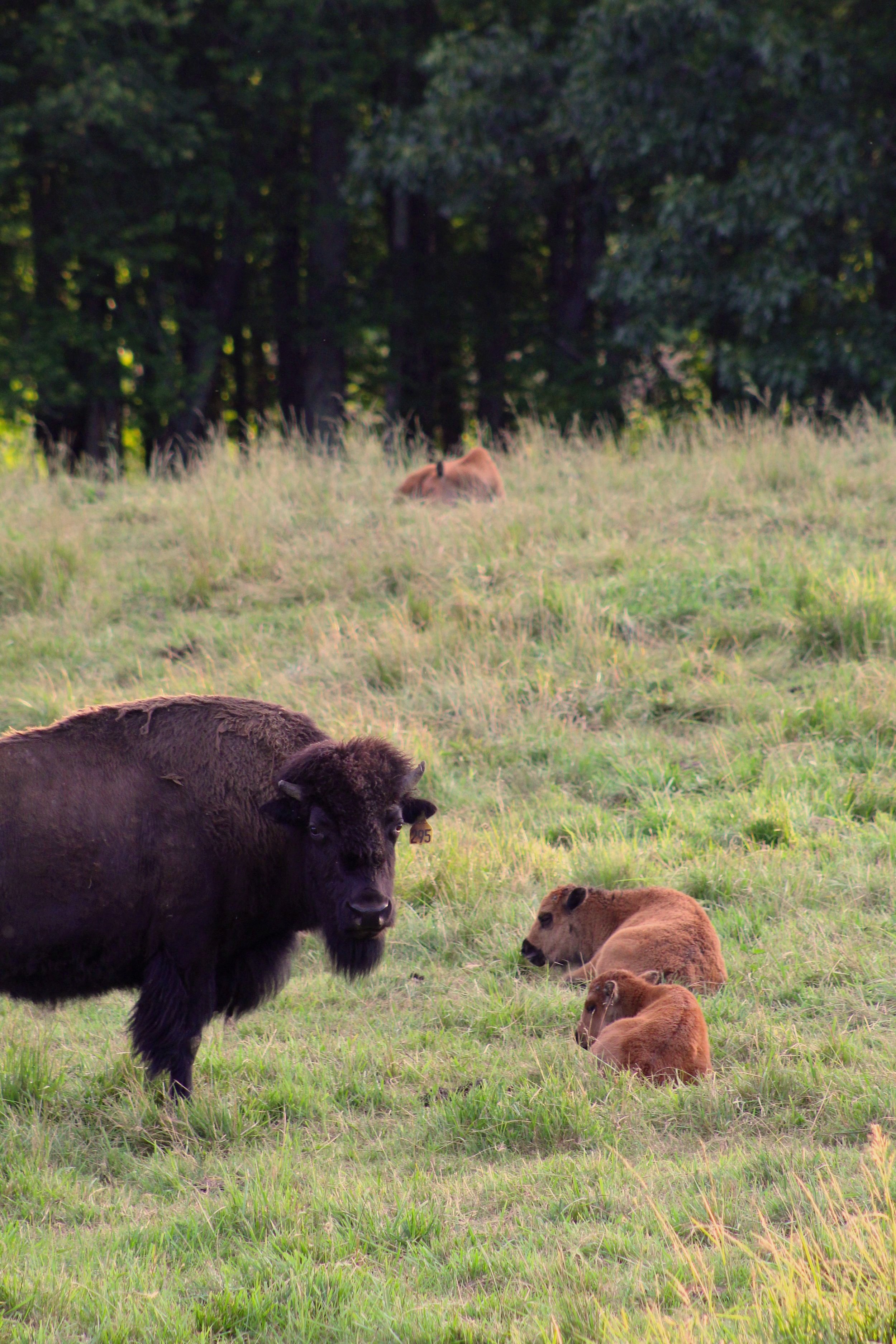 Creamery Brook Bison