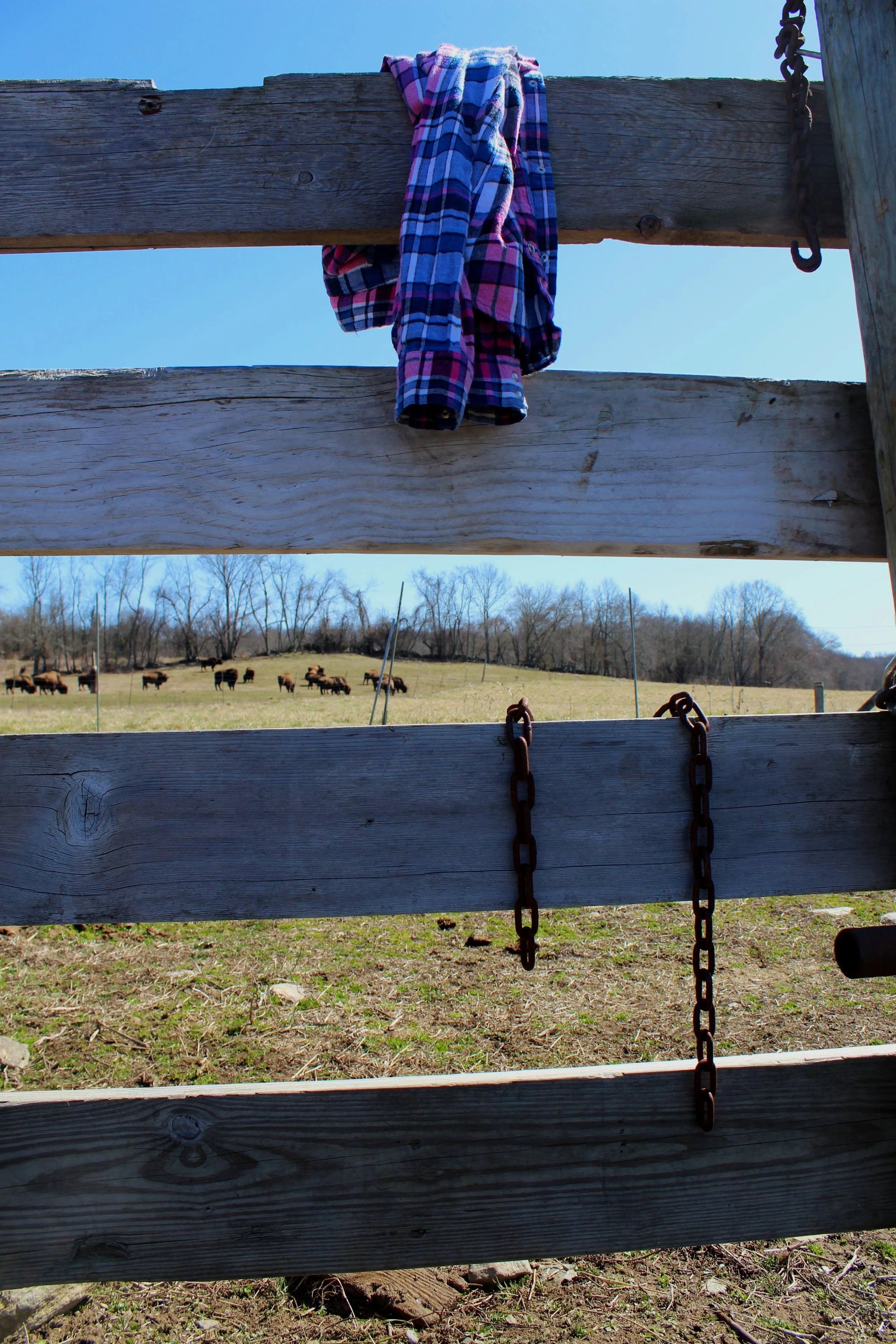 Creamery Brook Bison