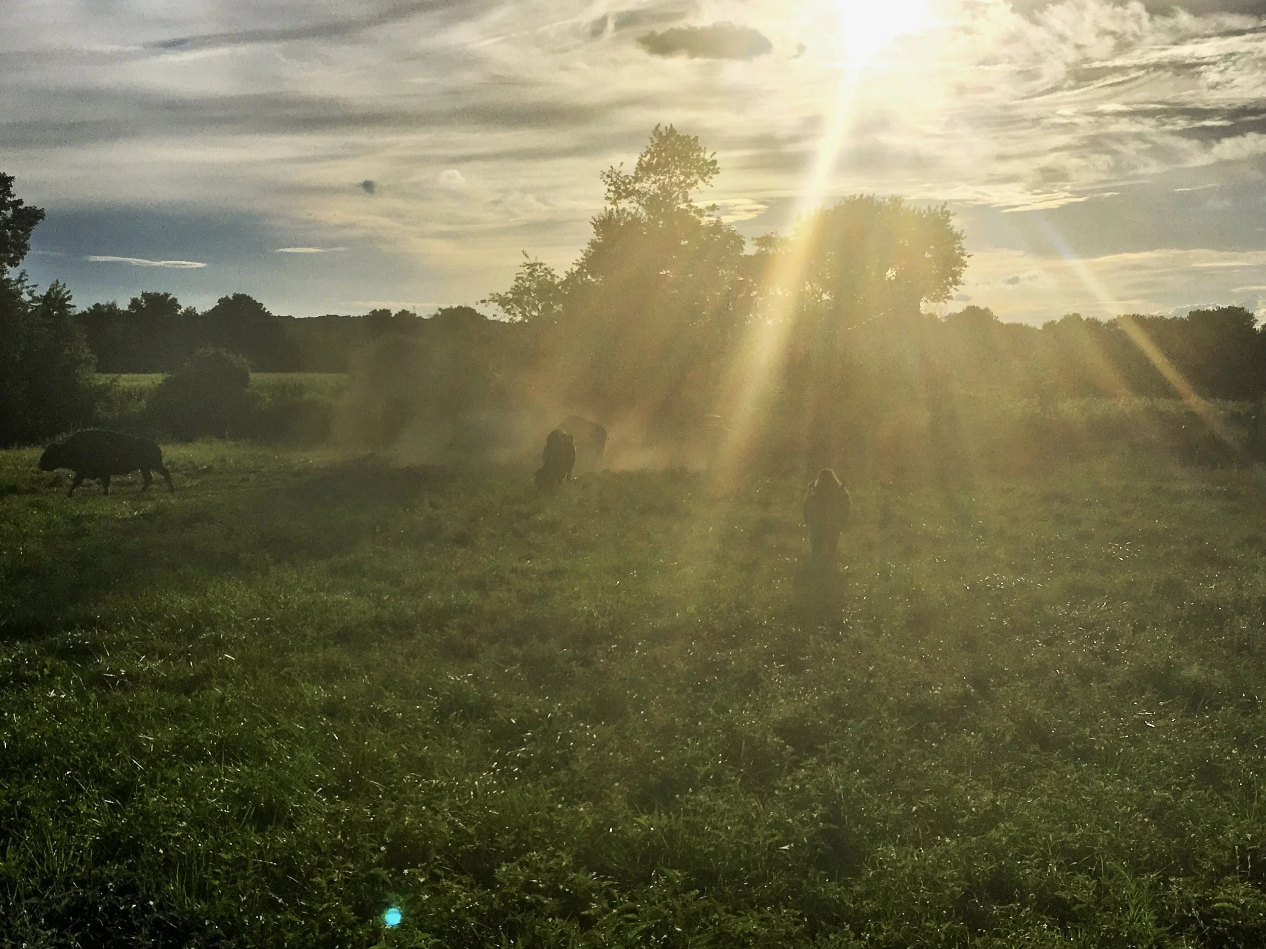 General 3 — Creamery Brook Bison