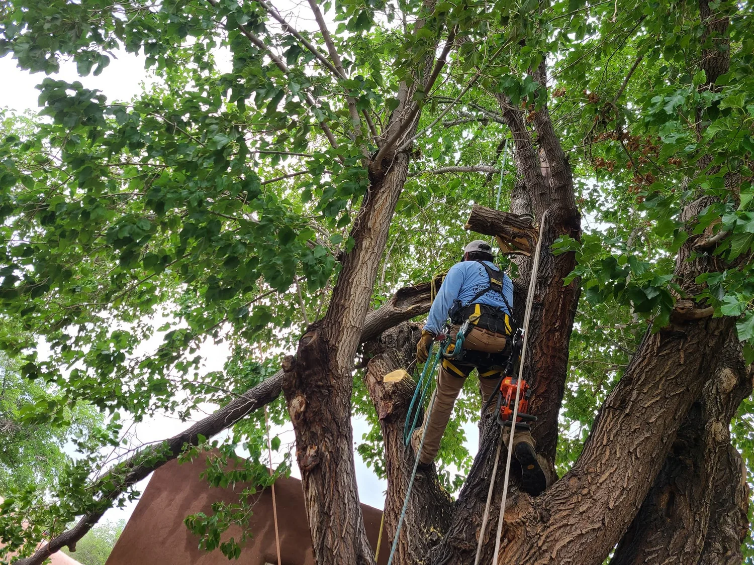 B&G Tree Trimming | Transform Your Landscape Today