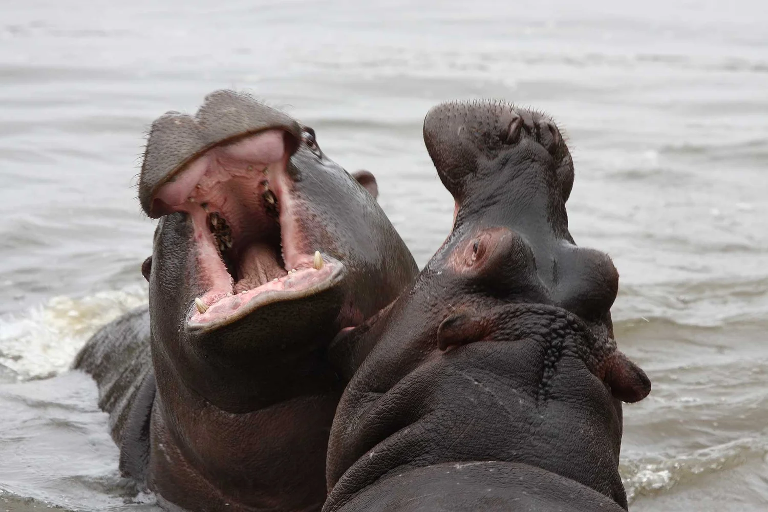 The Hippopotamus: Are Hippos Really Africa’s Most Dangerous Animal ...