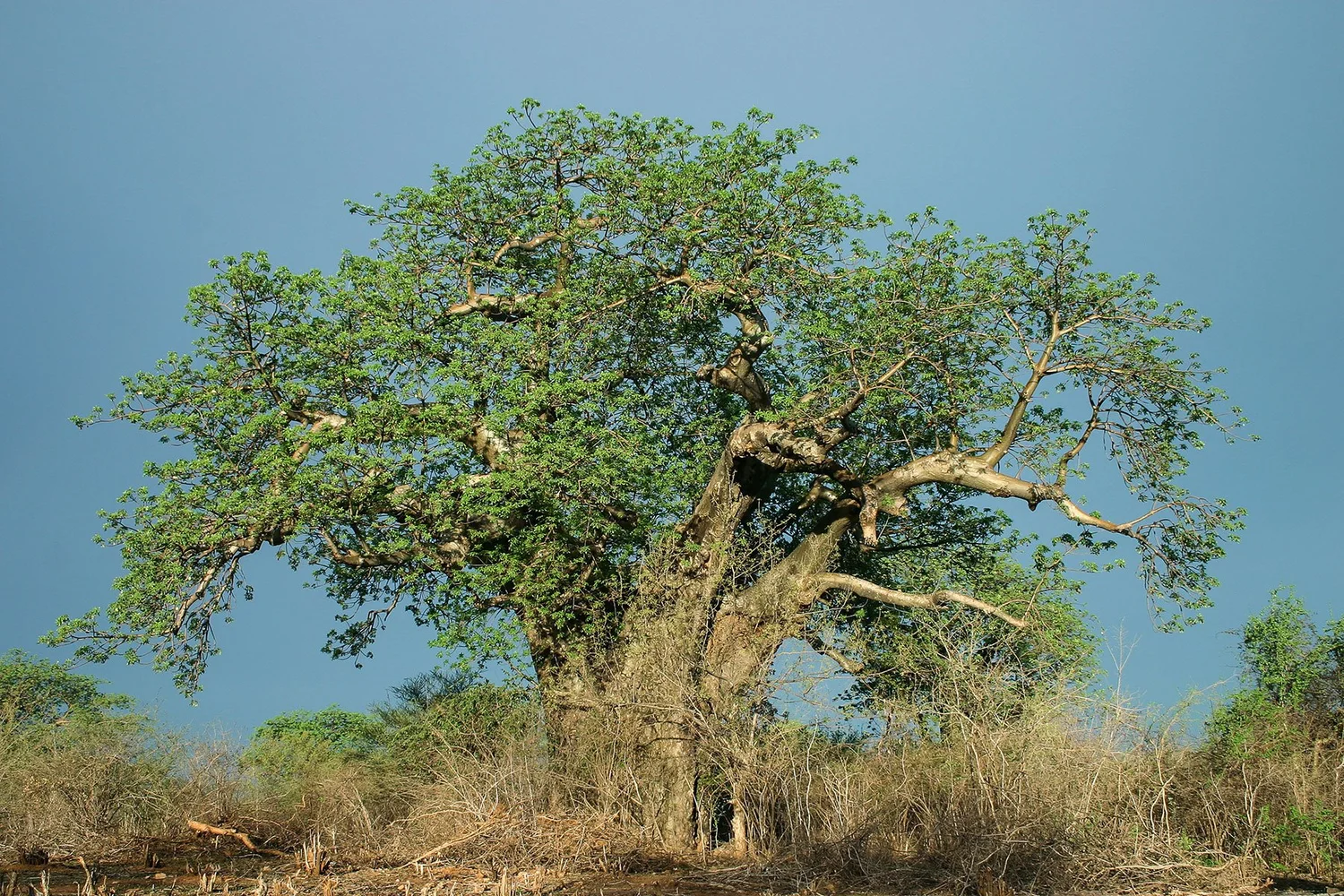 Rise of the Baobabs — Biodiversity & Environment Africa