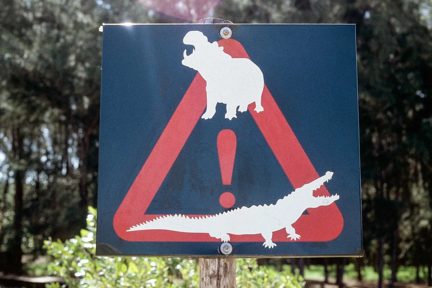 The Hippopotamus: Are Hippos Really Africa’s Most Dangerous Animal ...