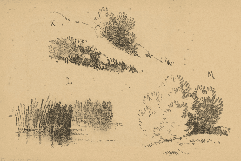 Master the Art of Drawing Leaves, Grass, Bushes and Shrubs: A Guide for ...