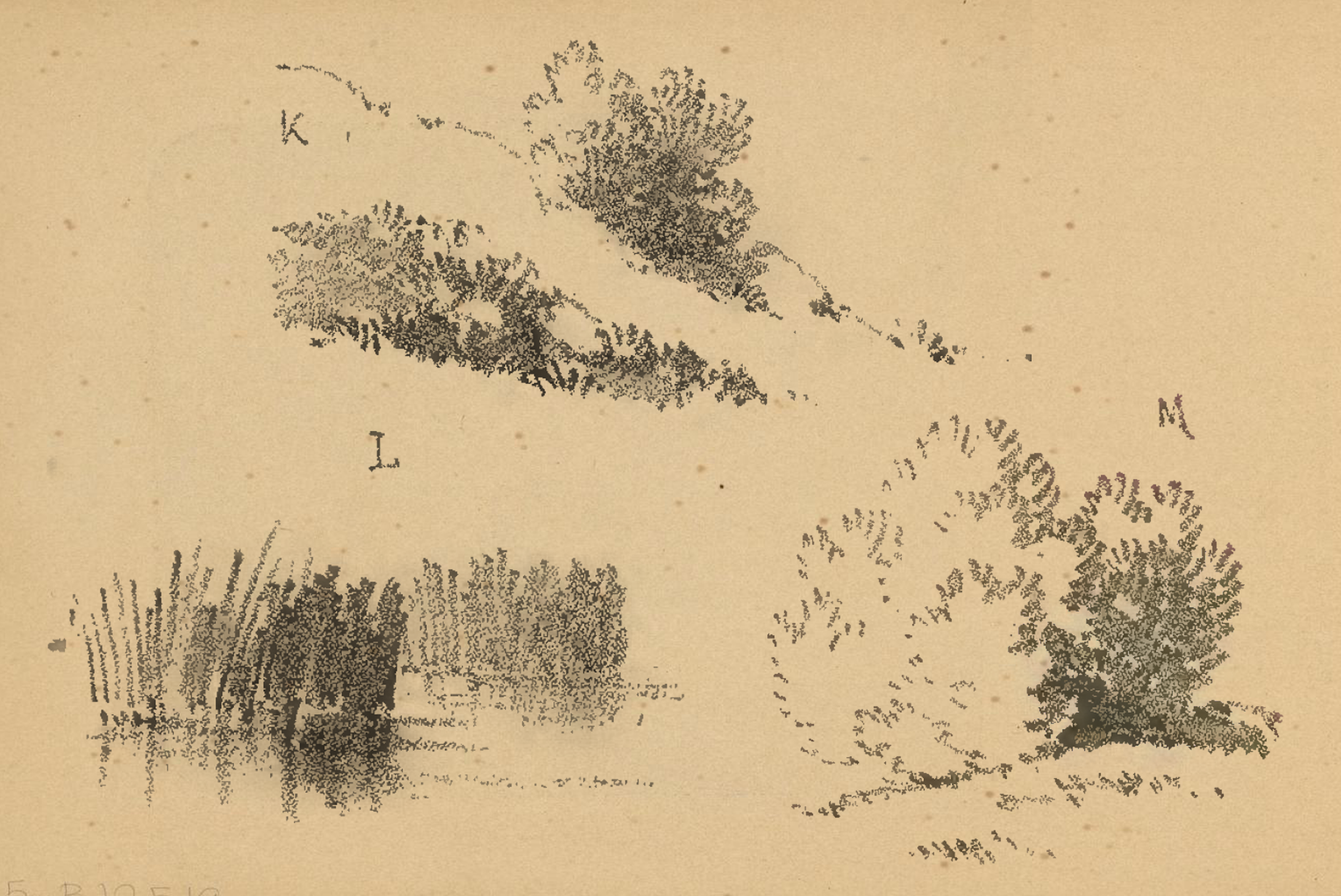 Master the Art of Drawing Leaves, Grass, Bushes and Shrubs: A Guide for ...