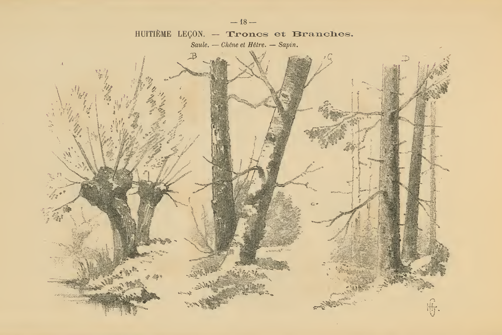 Mastering Tree Masses Trunks and Branches: A Guide to Drawing Trees in ...