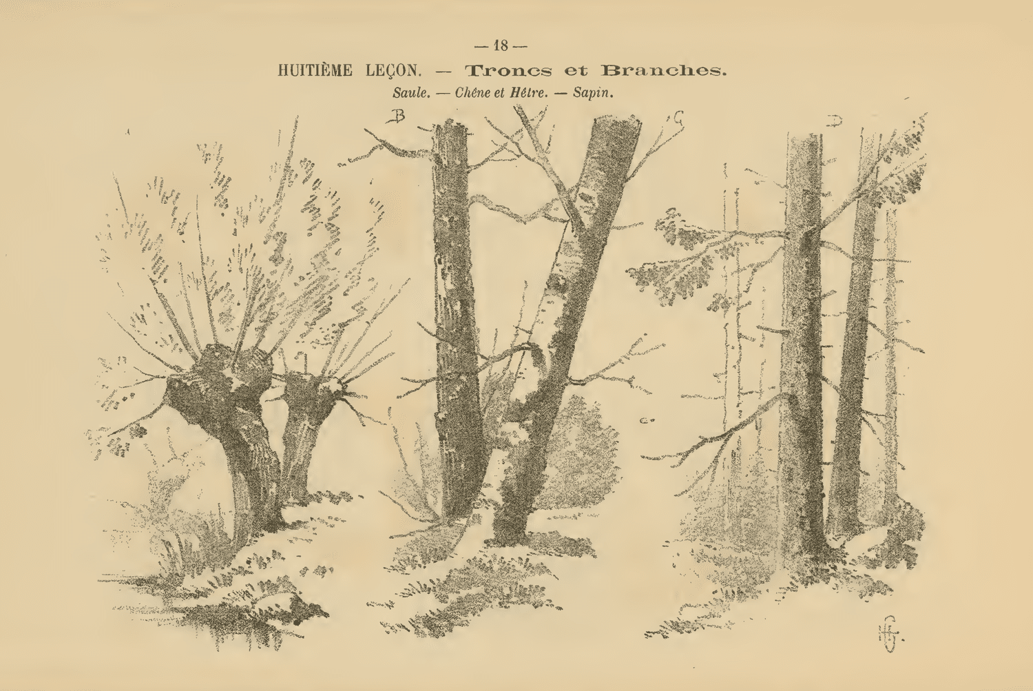 Mastering Tree Masses Trunks and Branches: A Guide to Drawing Trees in ...
