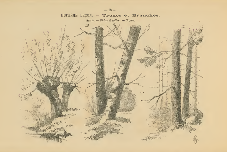 Mastering Tree Masses Trunks and Branches: A Guide to Drawing Trees in ...