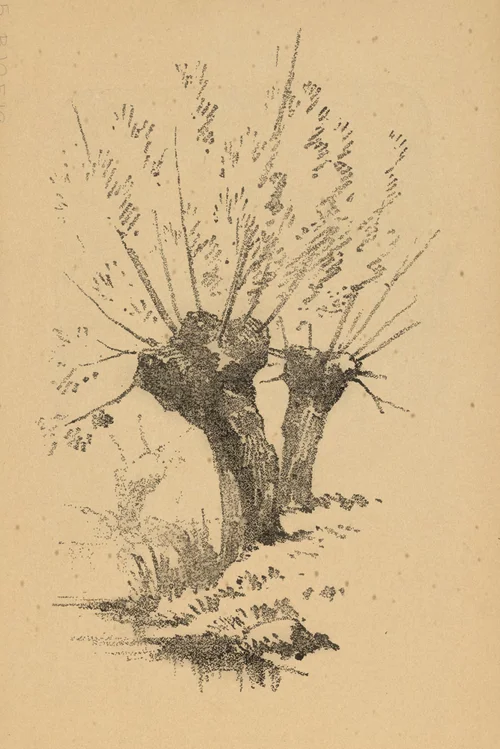 Mastering Tree Masses Trunks and Branches: A Guide to Drawing Trees in ...