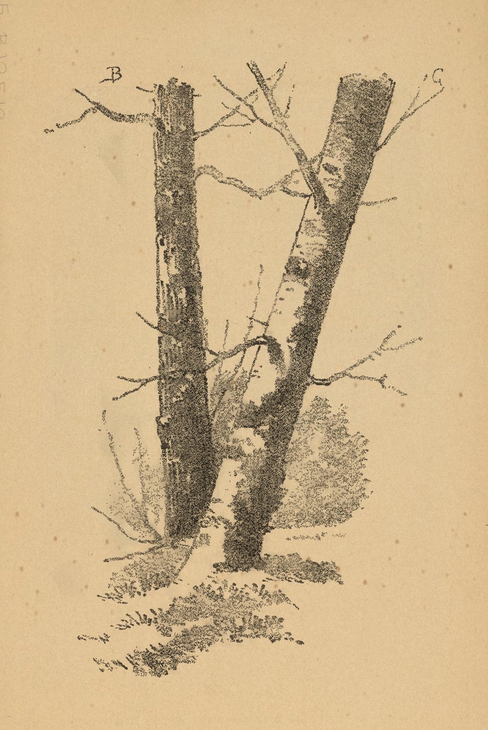 Mastering Tree Masses Trunks and Branches: A Guide to Drawing Trees in ...