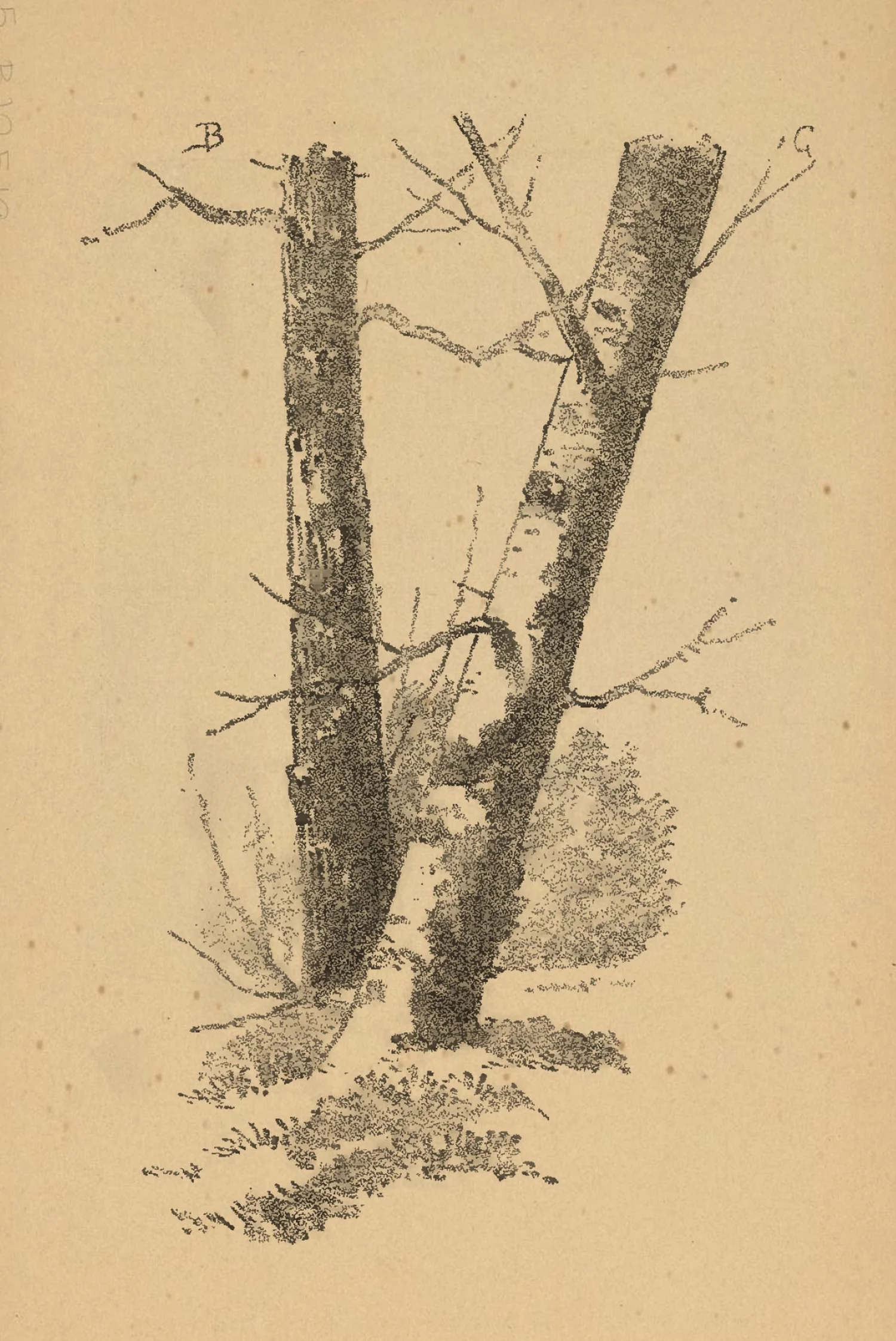 Mastering Tree Masses Trunks and Branches: A Guide to Drawing Trees in ...