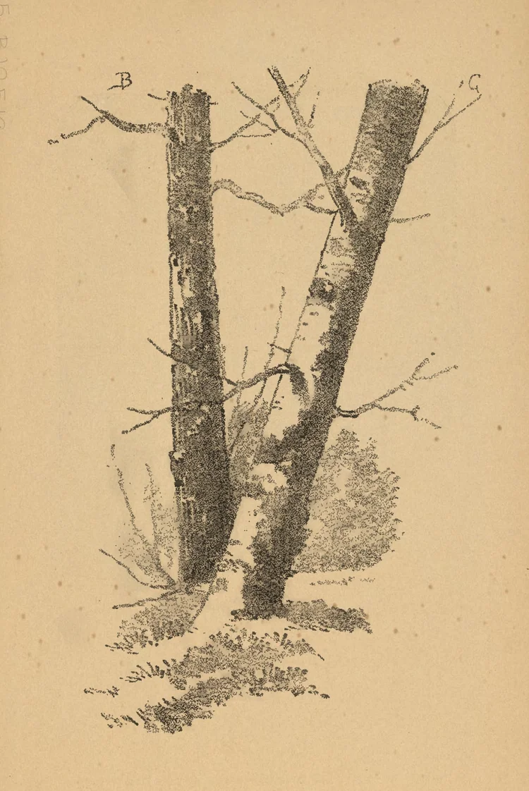 Mastering Tree Masses Trunks and Branches: A Guide to Drawing Trees in ...