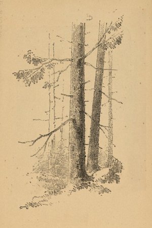 Mastering Tree Masses Trunks and Branches: A Guide to Drawing Trees in ...