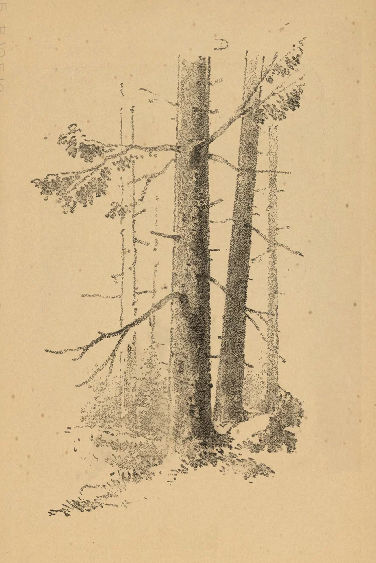 Mastering Tree Masses Trunks and Branches: A Guide to Drawing Trees in ...