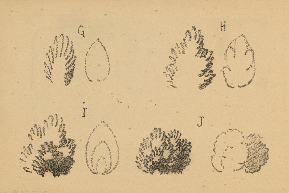 Master the Art of Drawing Leaves, Grass, Bushes and Shrubs: A Guide for ...