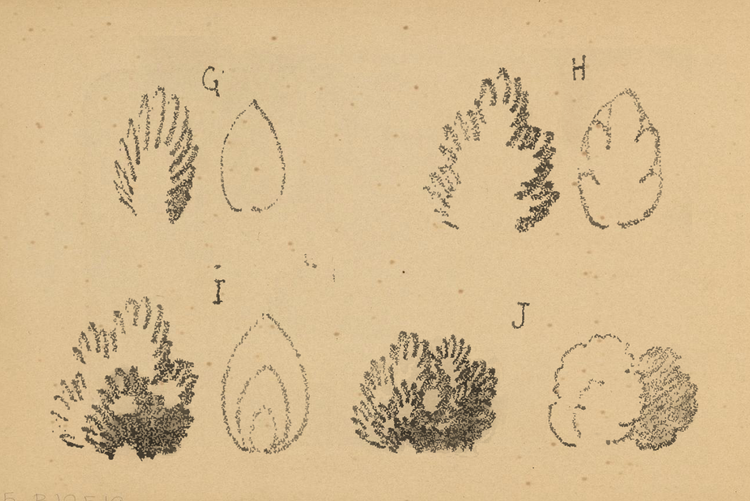 Master the Art of Drawing Leaves, Grass, Bushes and Shrubs: A Guide for ...