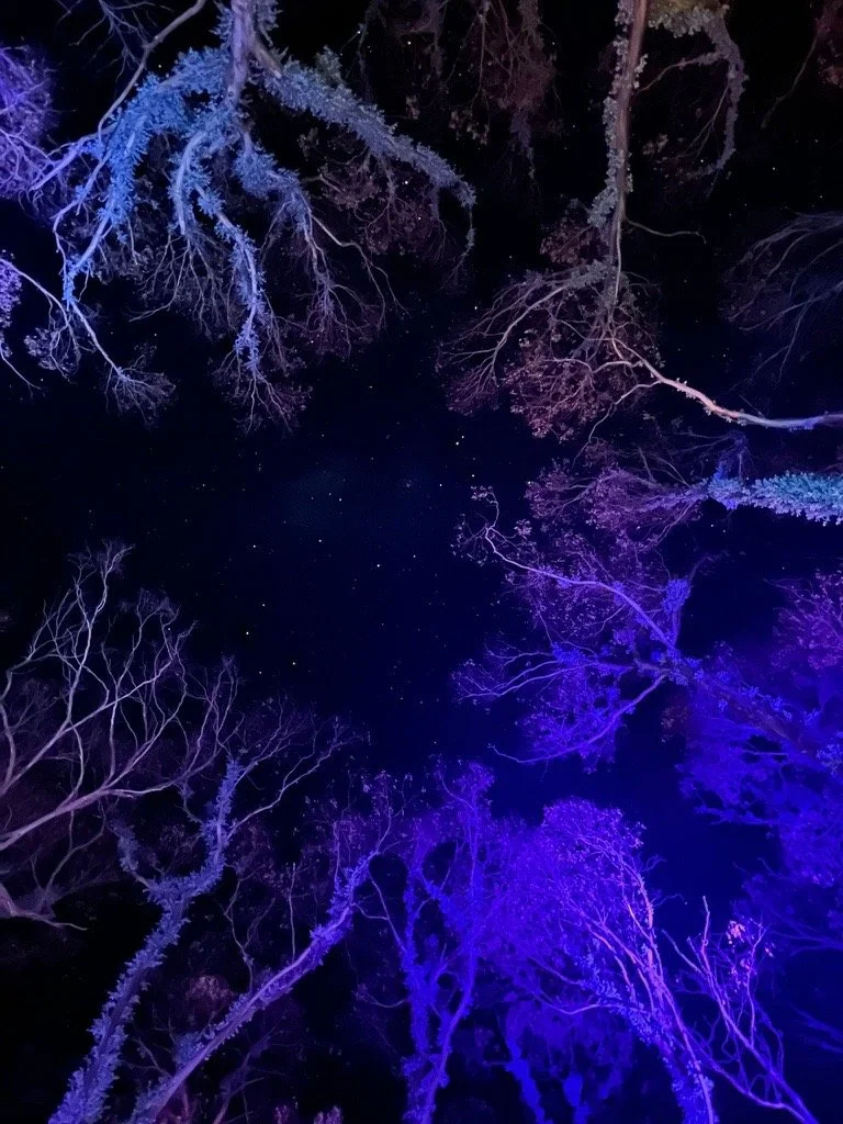 McLardy McShane represented at Reach Foundation’s Camp — McLardy McShane