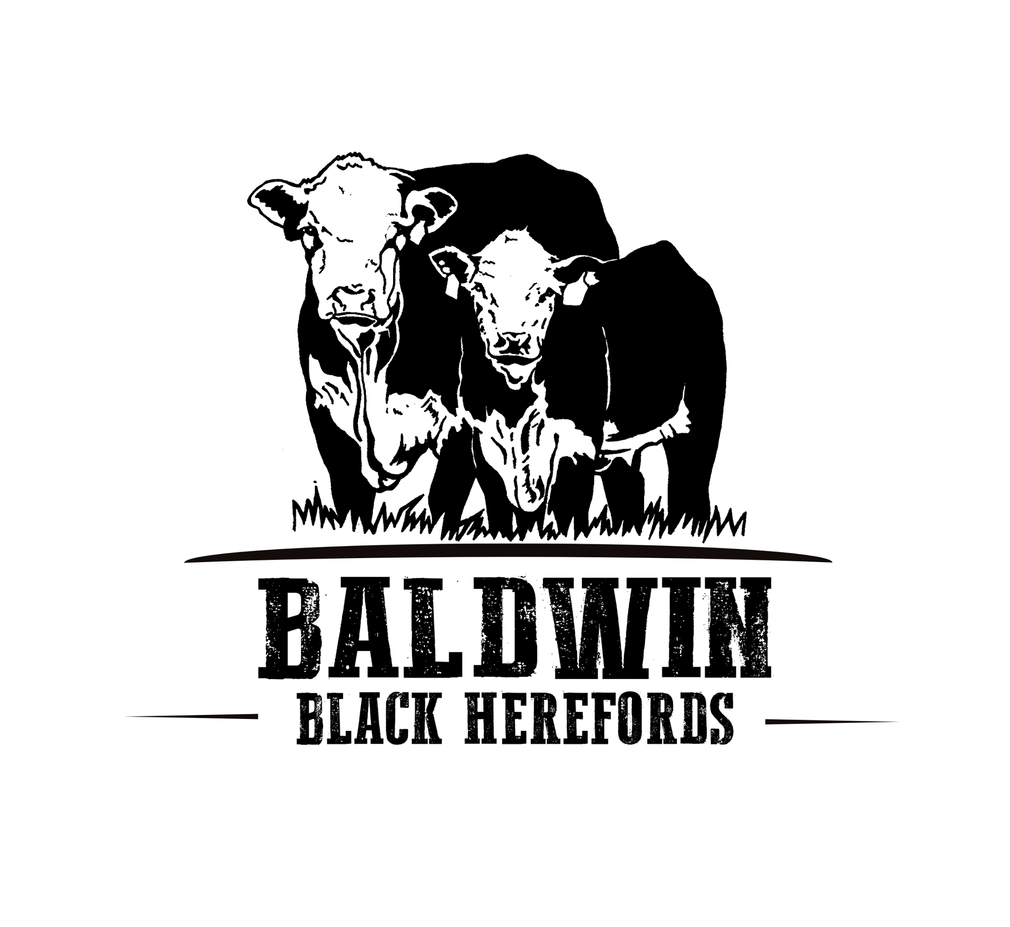 Baldwin Black Herefords