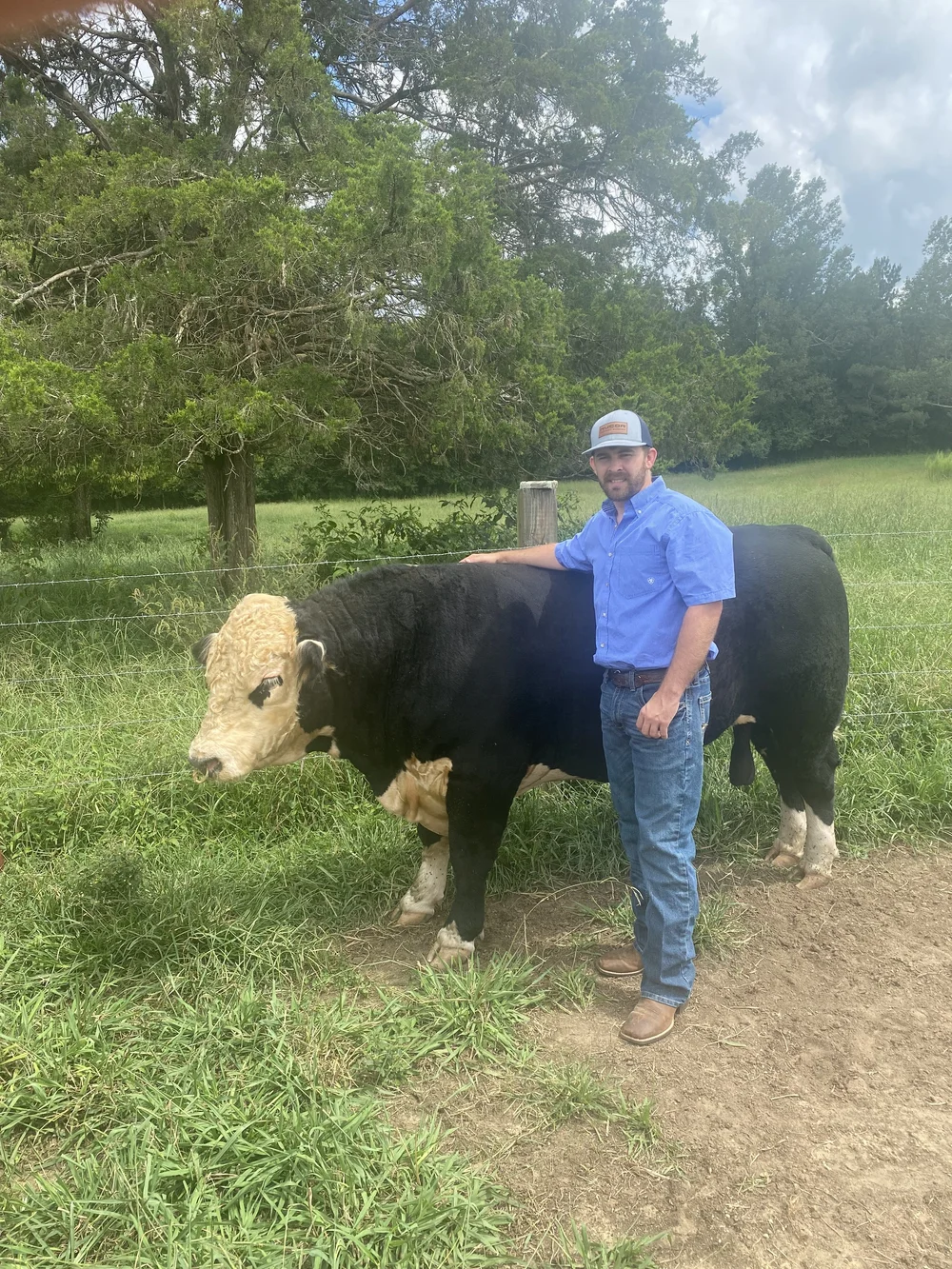 Baldwin Black Herefords