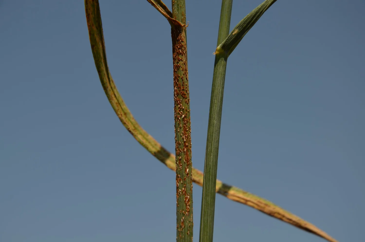 NLRseek™ Findings Published in Nature Plants — 2Blades