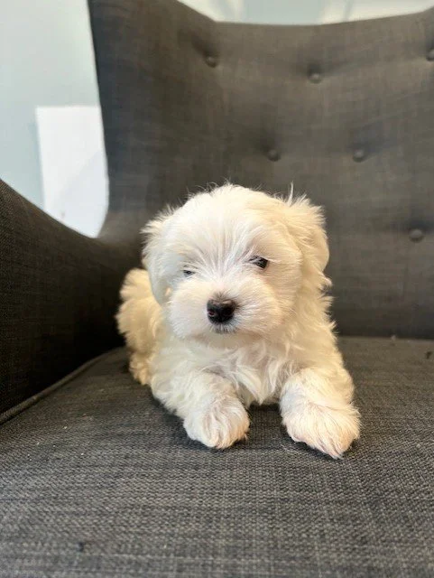 Chiots disponibles — Bichon Snowbelle