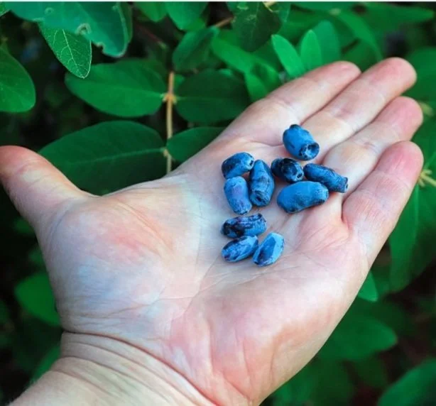 Why Haskap Berries Are 2025’s Superfood: Boost Health, Energy, Weight ...