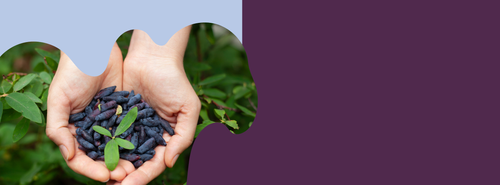 Haskap Berries: Nature's Anti-Inflammatory Powerhouse — The Better Berry Co