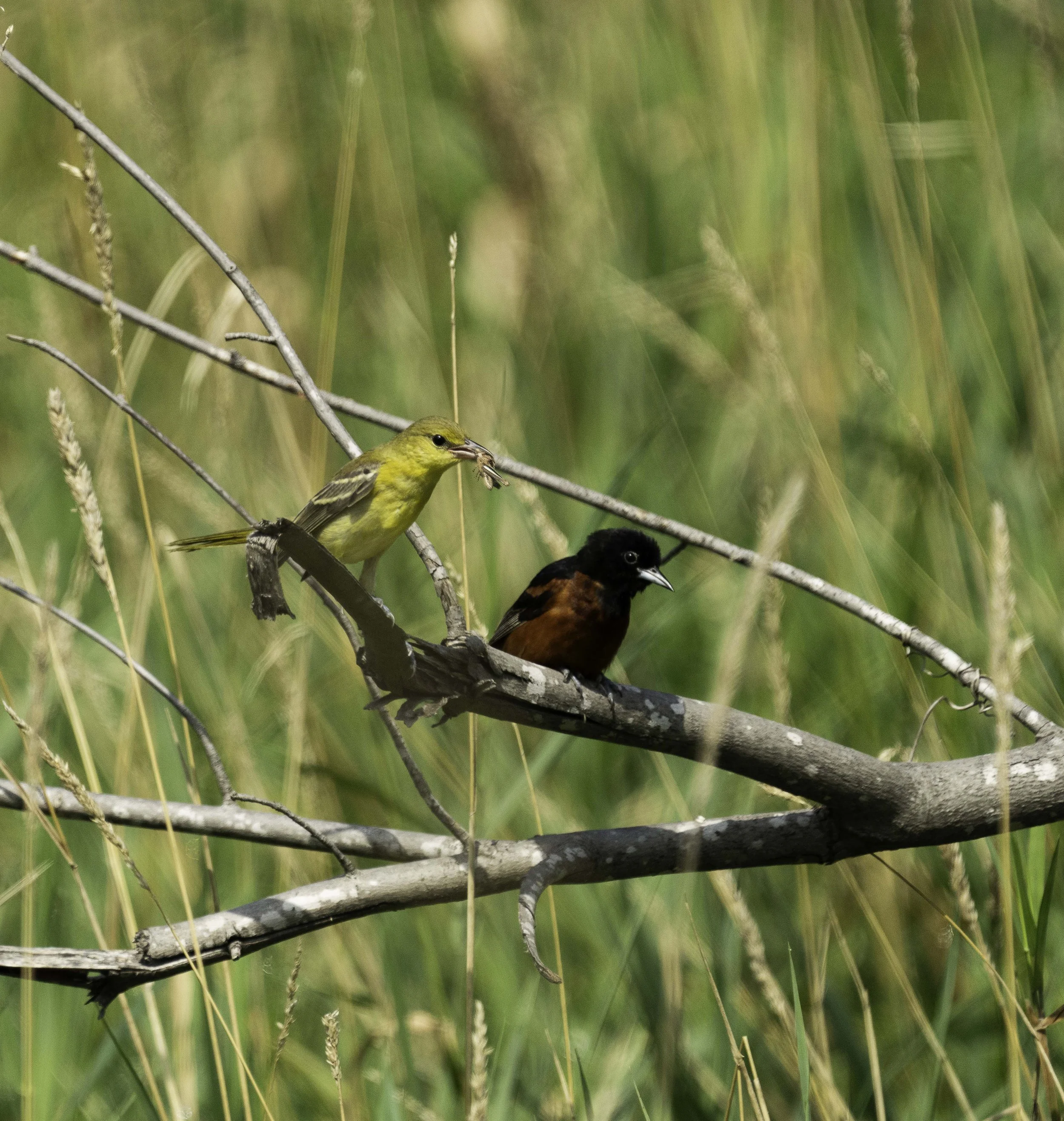 SCCPhoto - Wildlife and Landscape — A Symphony of Orange and Chestnut ...