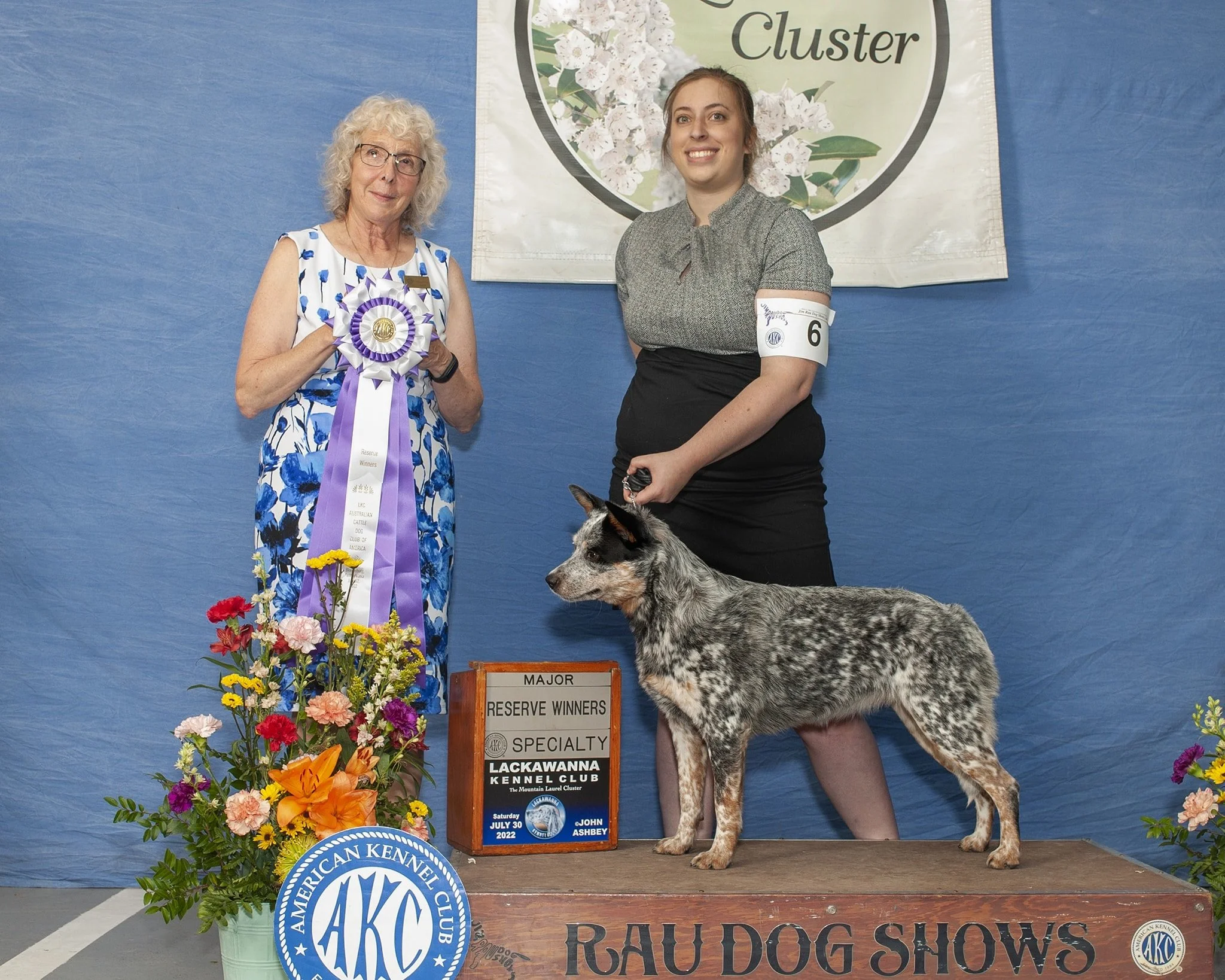 Willow | AKC Australian Cattle Dogs | WV — Jedda Farm