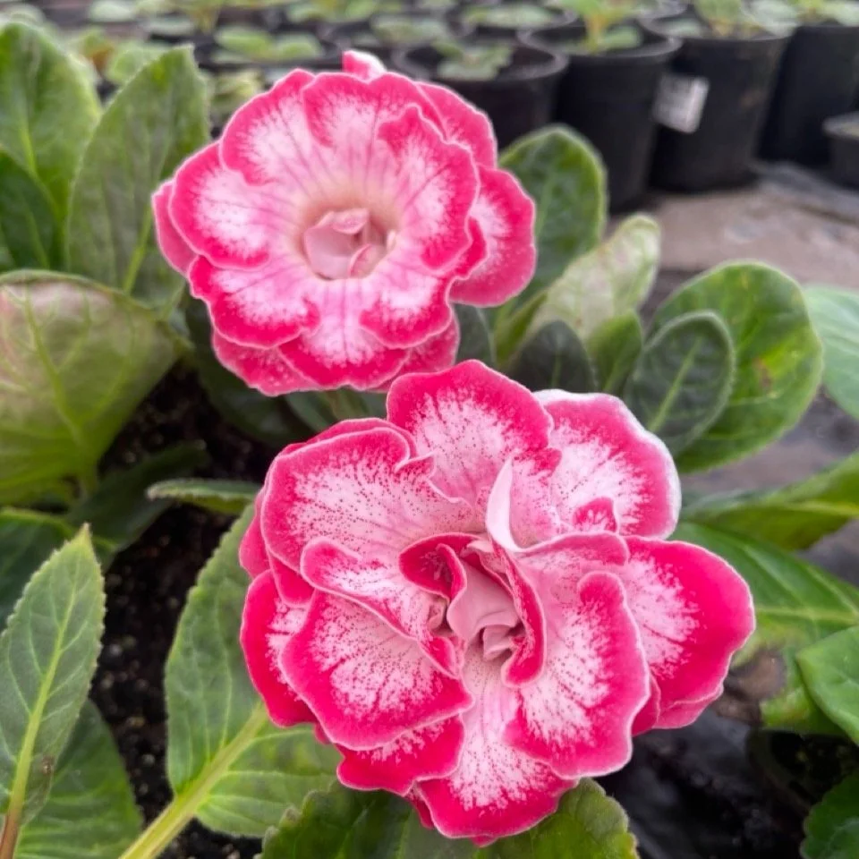 Double Flowering Gloxinias - Perfect Indoor Statement Plant | Unique ...