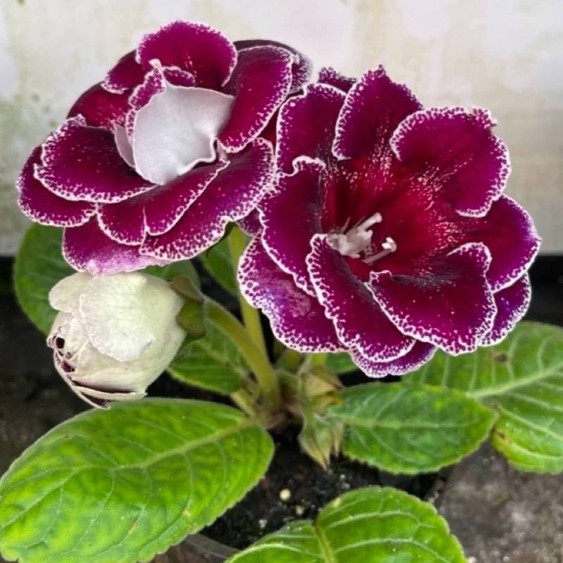 Double Flowering Gloxinias - Perfect Indoor Statement Plant | Unique ...