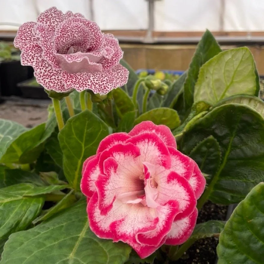 Double Flowering Gloxinias - Perfect Indoor Statement Plant | Unique ...