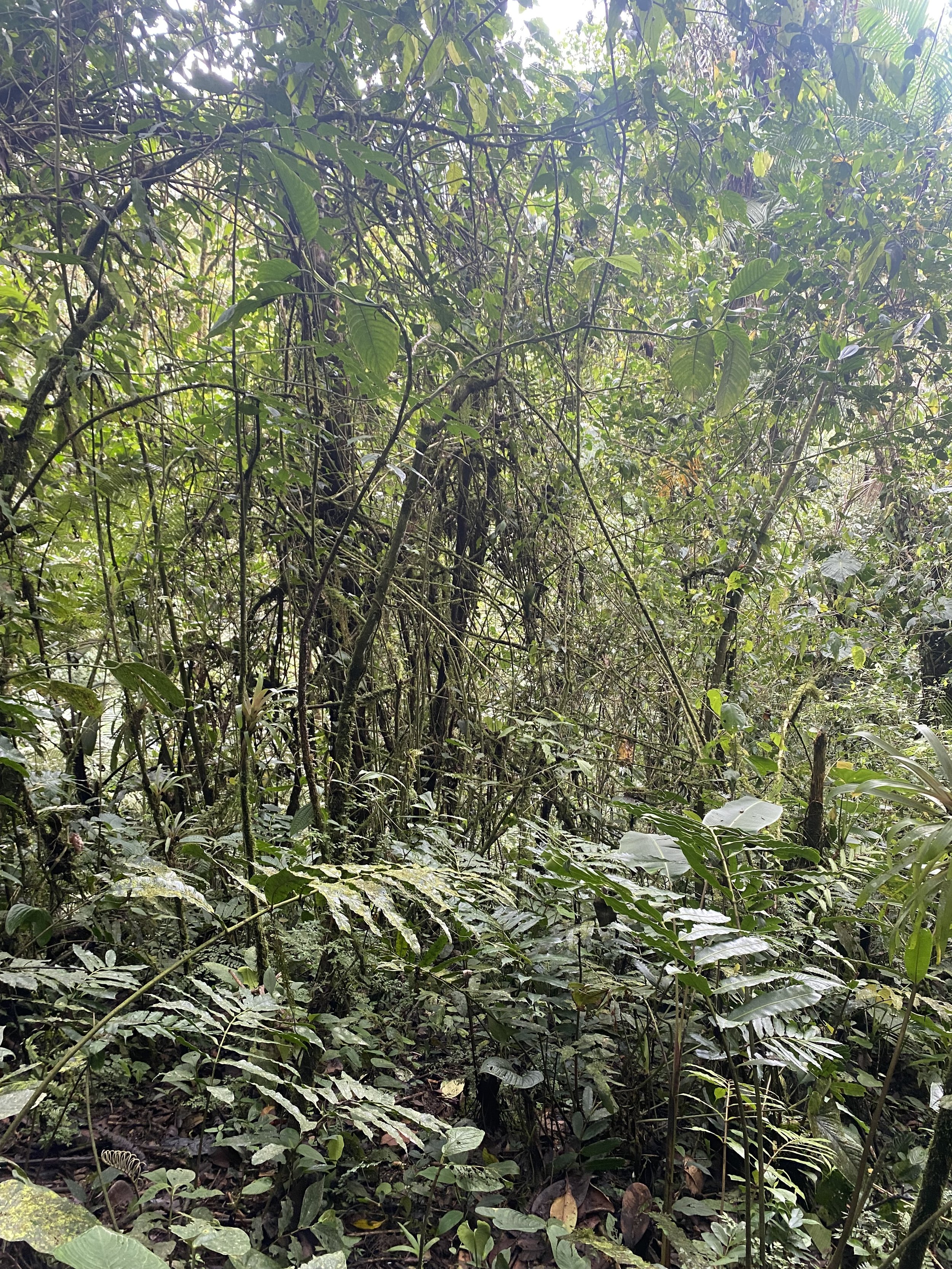 Mindo, the Gateway to the Cloud Forest of Ecuador. — Leelush