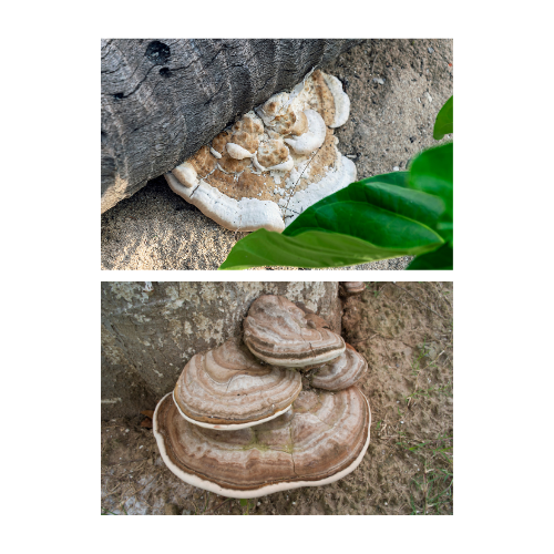 Florida Tree Disease, Ganoderma - IRTS Vero Beach Florida