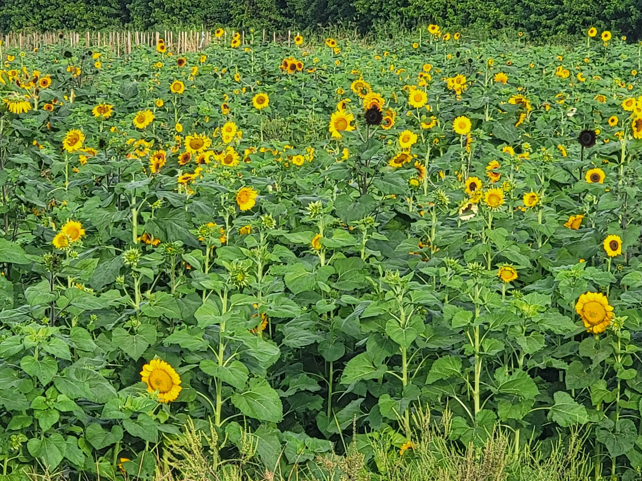 Farmer Mike's U-Pick -- Your Local Agritourism Destination