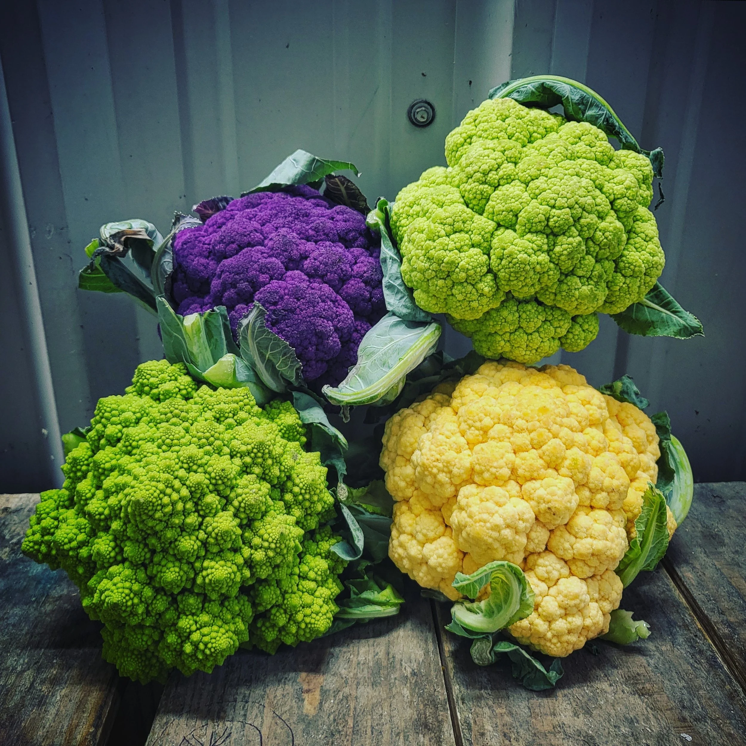 Farmer Mike's U-Pick -- Your Local Agritourism Destination