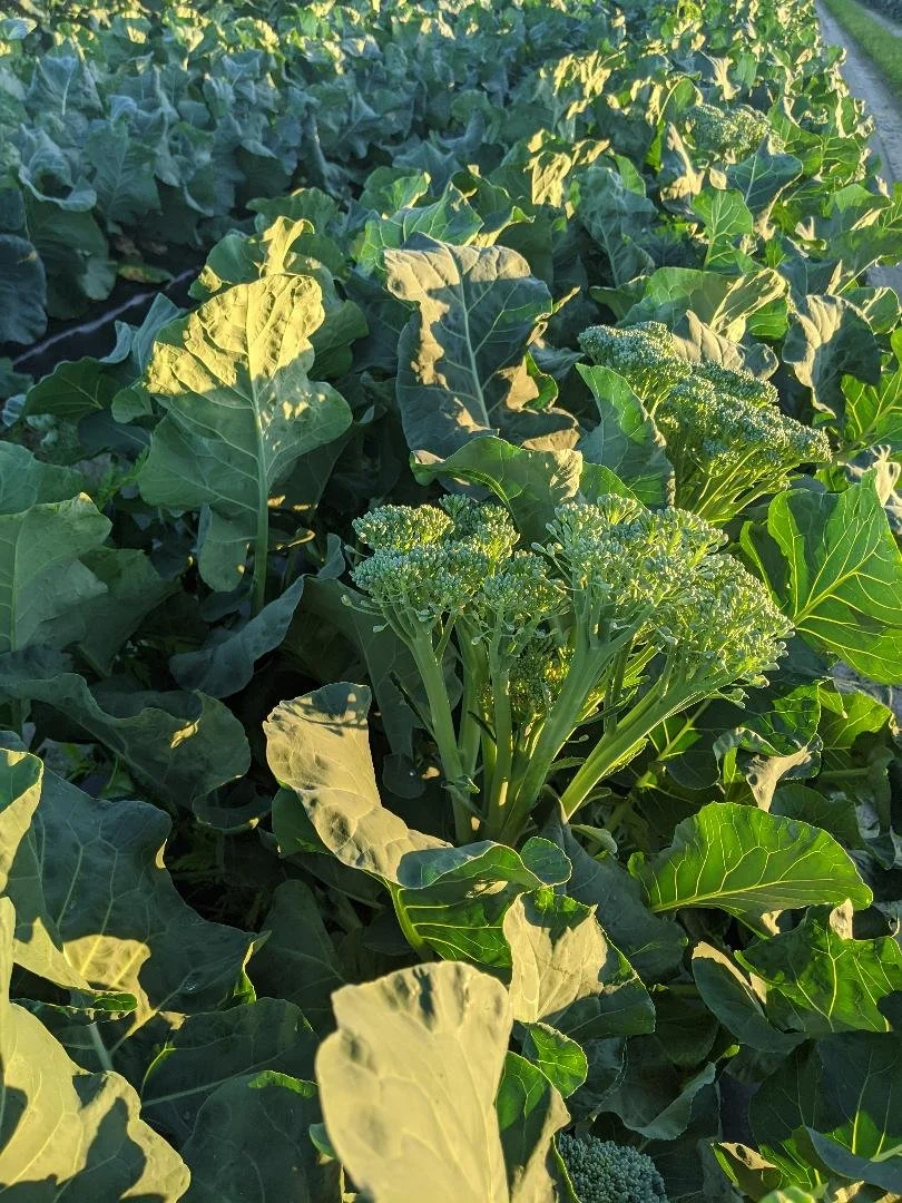Farmer Mike's U-Pick -- Your Local Agritourism Destination