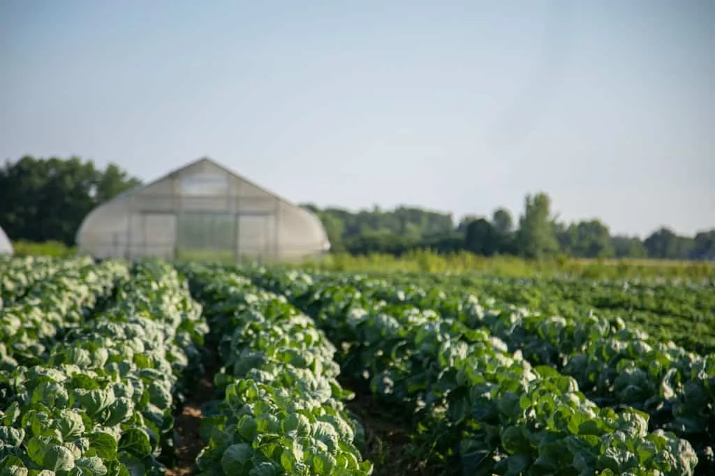 Farmer Mike's U-Pick -- Your Local Agritourism Destination