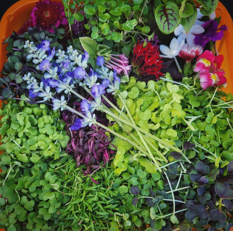 Farmer Mike's U-Pick -- Your Local Agritourism Destination