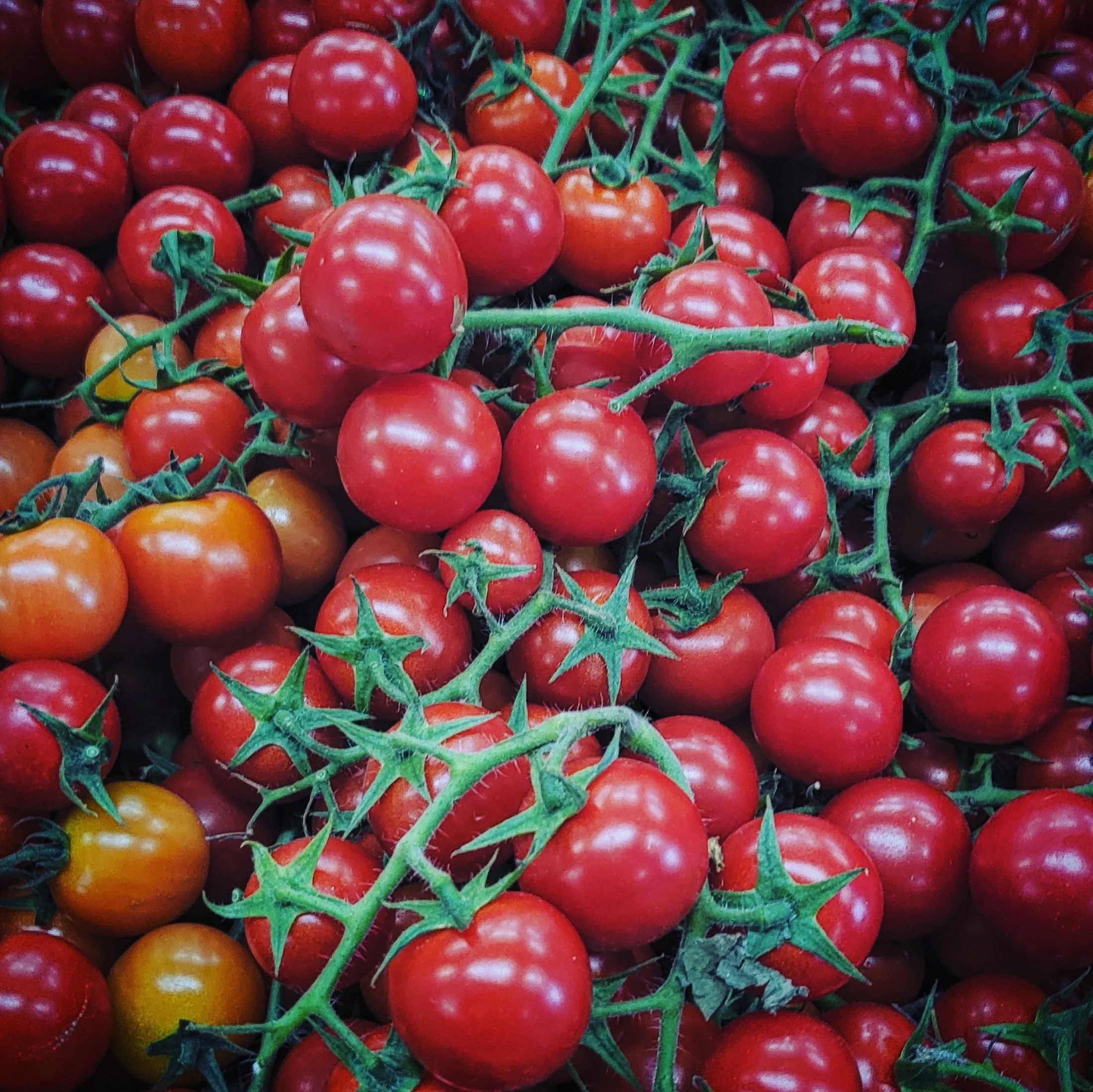 Farmer Mike's U-Pick -- Your Local Agritourism Destination