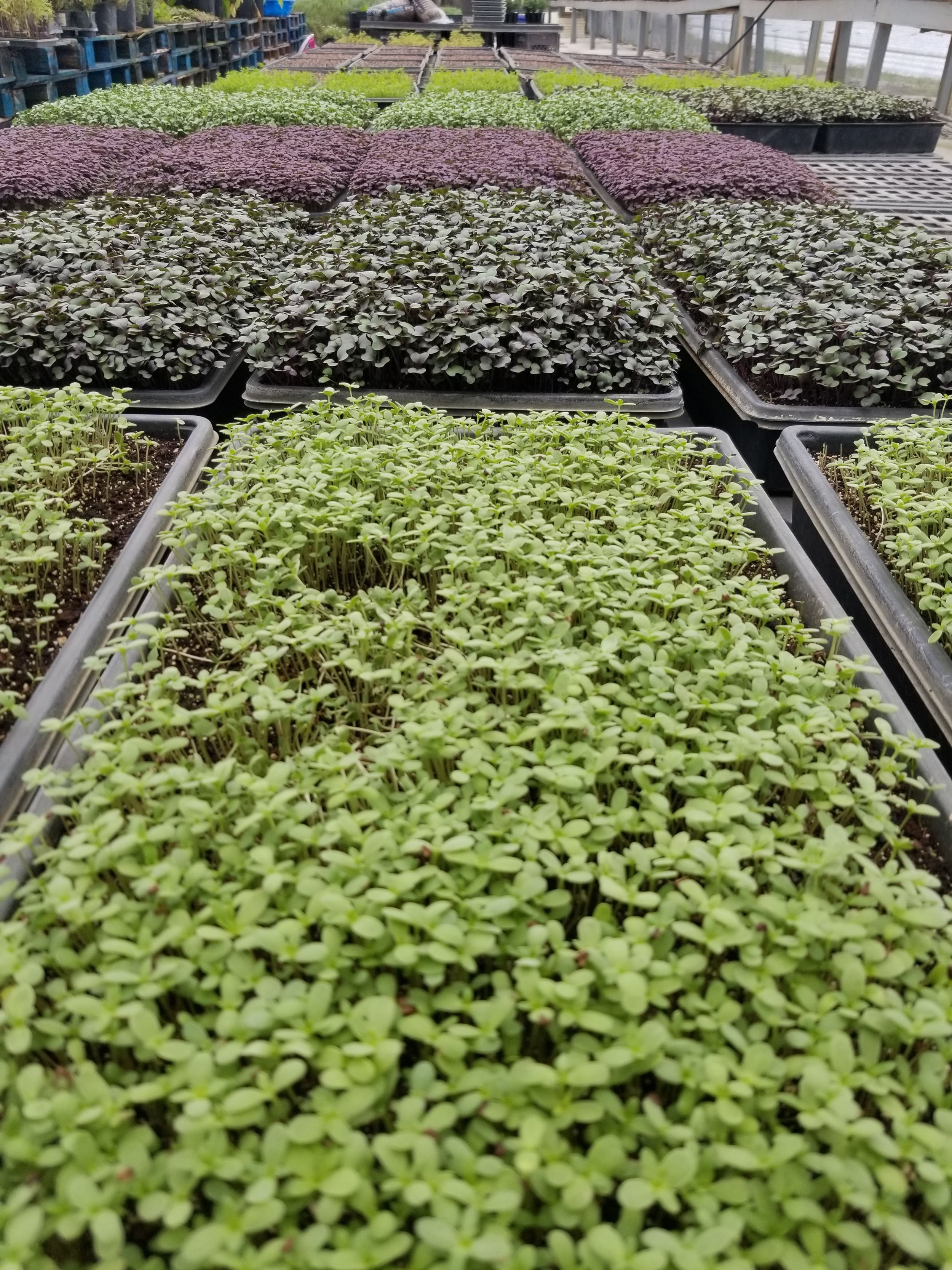 Farmer Mike's U-Pick -- Your Local Agritourism Destination