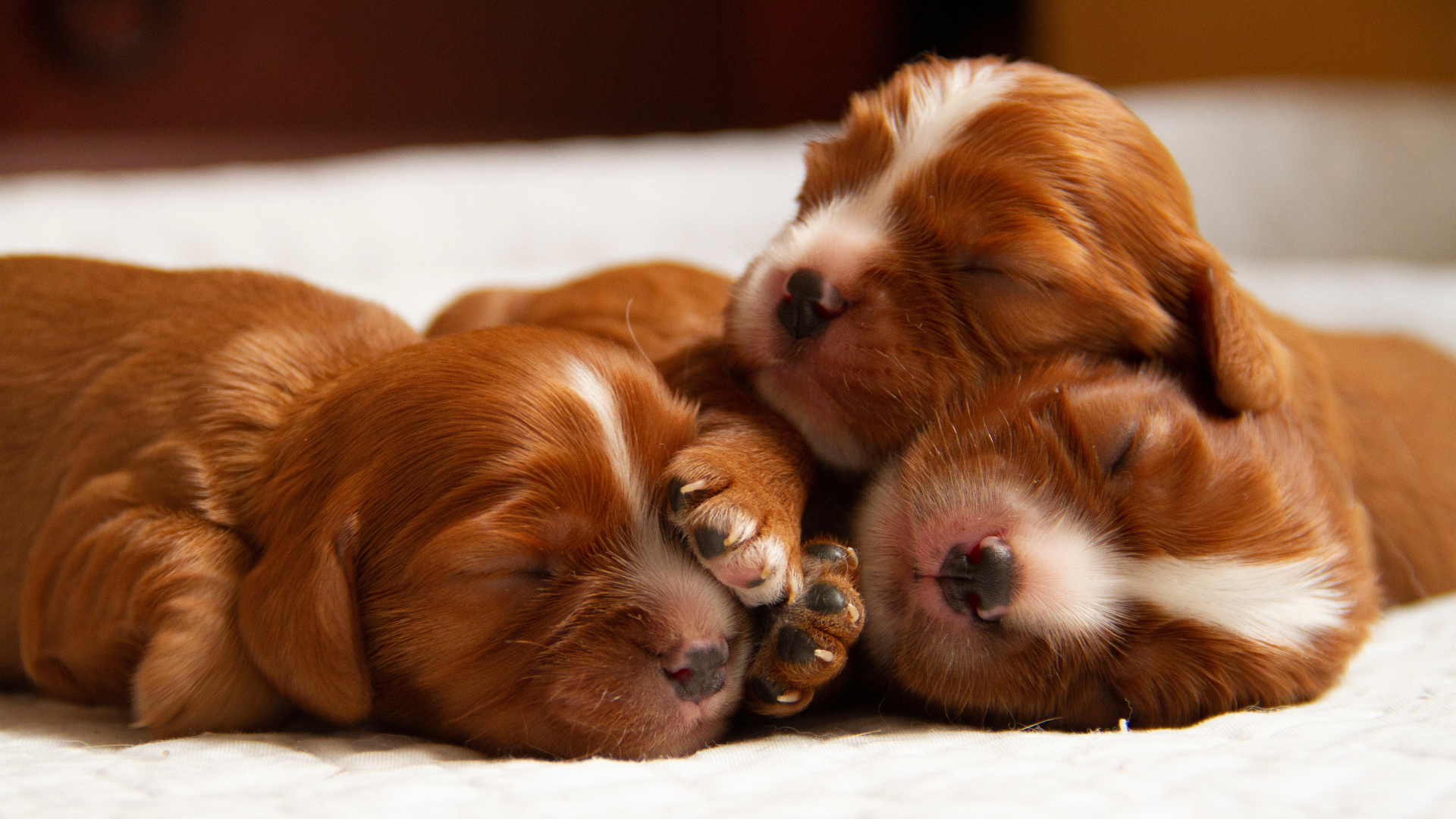 Available Cavoodle Puppies — Ruby Paws