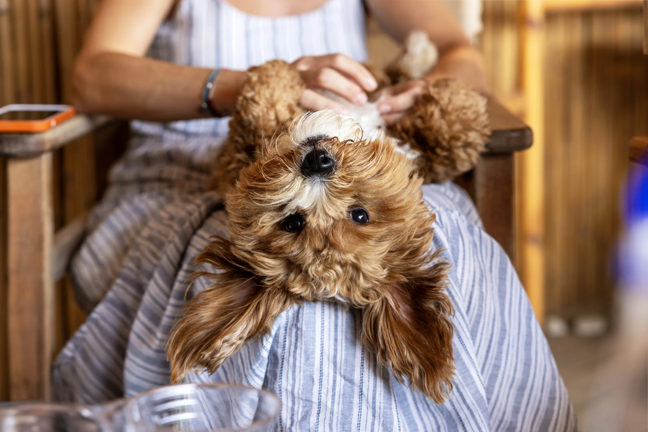 Contact Us — Ruby Paws