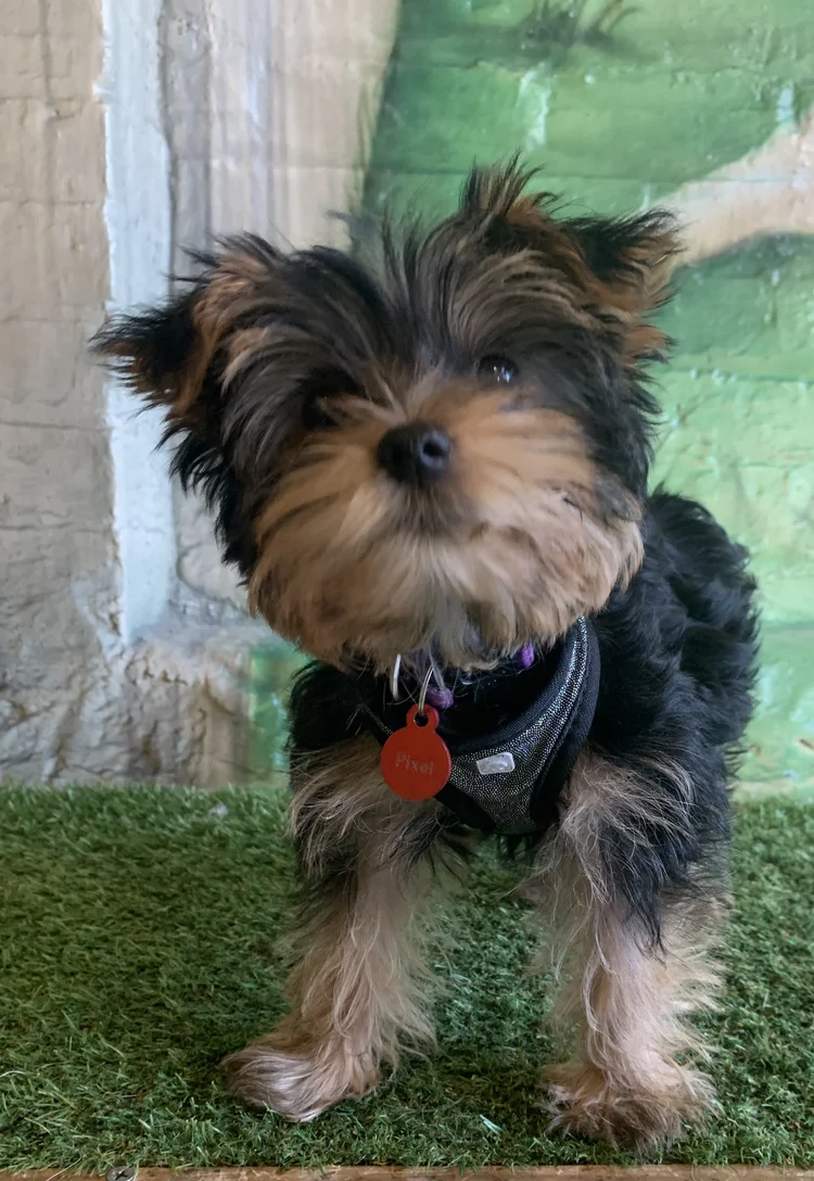 Puppy Classes — Pup Ruckus