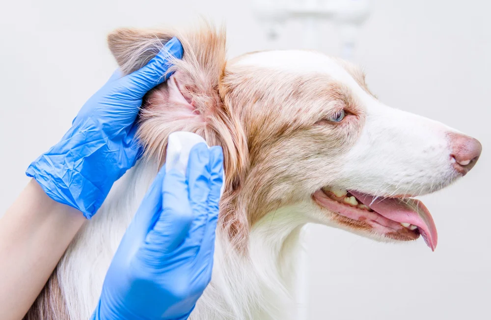 Mid-Atlantic Veterinary Dermatology