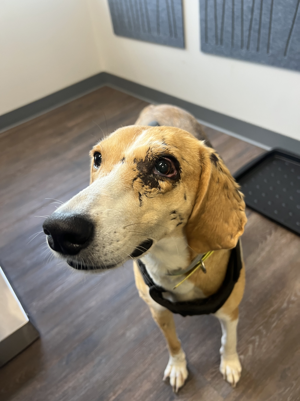 Atypical Cutaneous Fungal Infections: Sporotrichosis — Mid-Atlantic ...