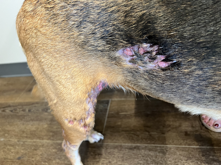 Atypical Cutaneous Fungal Infections: Sporotrichosis — Mid-Atlantic ...